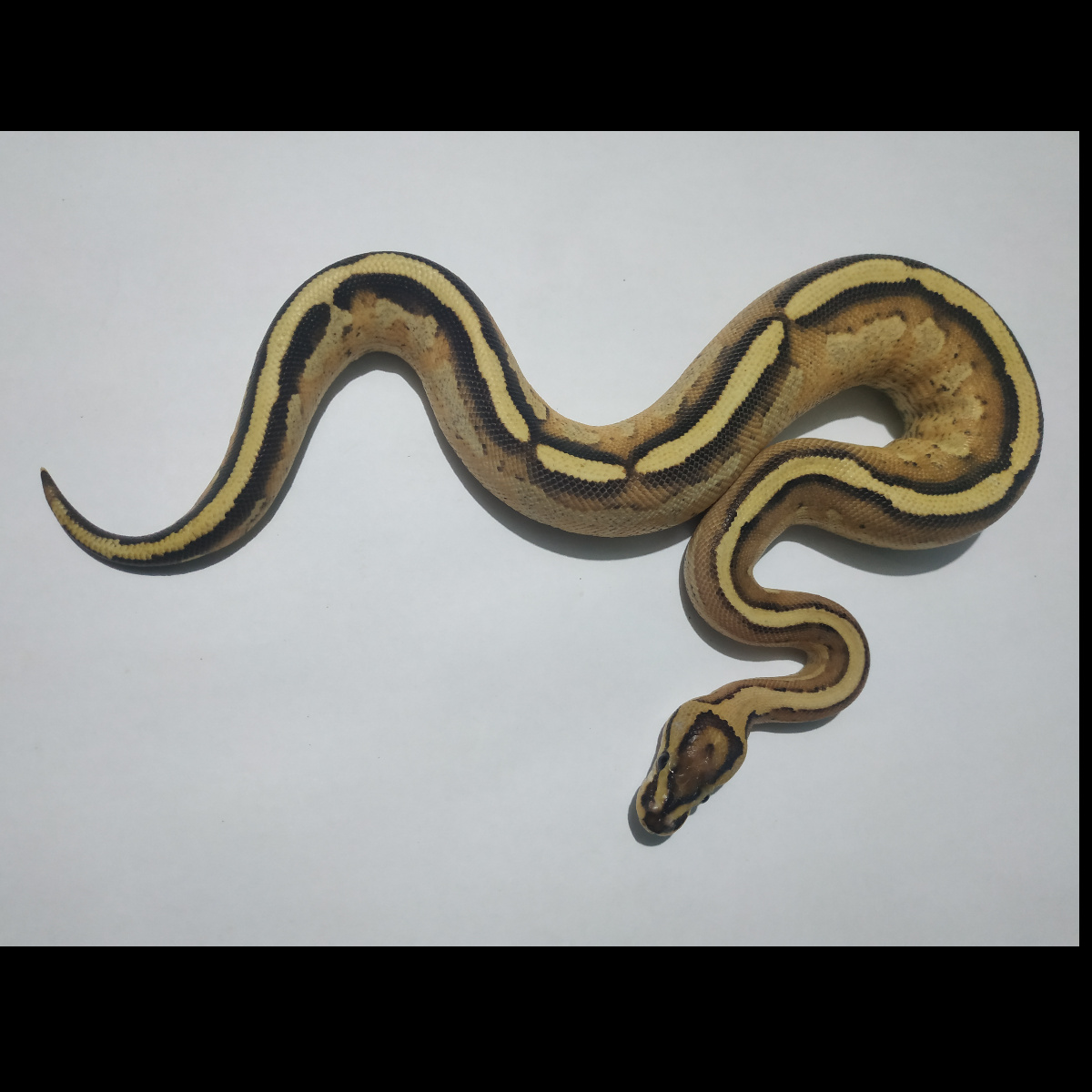 Super Stripe Male | Lapak Jual Beli Hewan Resmi Indonesia