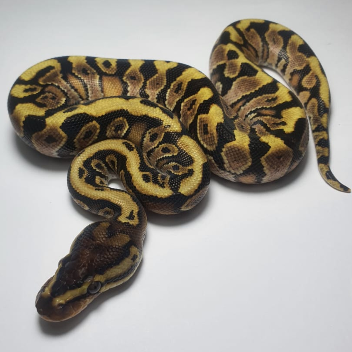 Fire Hidden Gene Woma Specter / Yellow Belly | Lapak Jual Beli Hewan ...