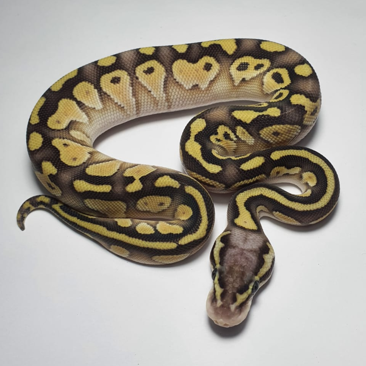 Lesser Pastel Yellow Belly het Lavender Clown (Grail) - Female | Lapak ...