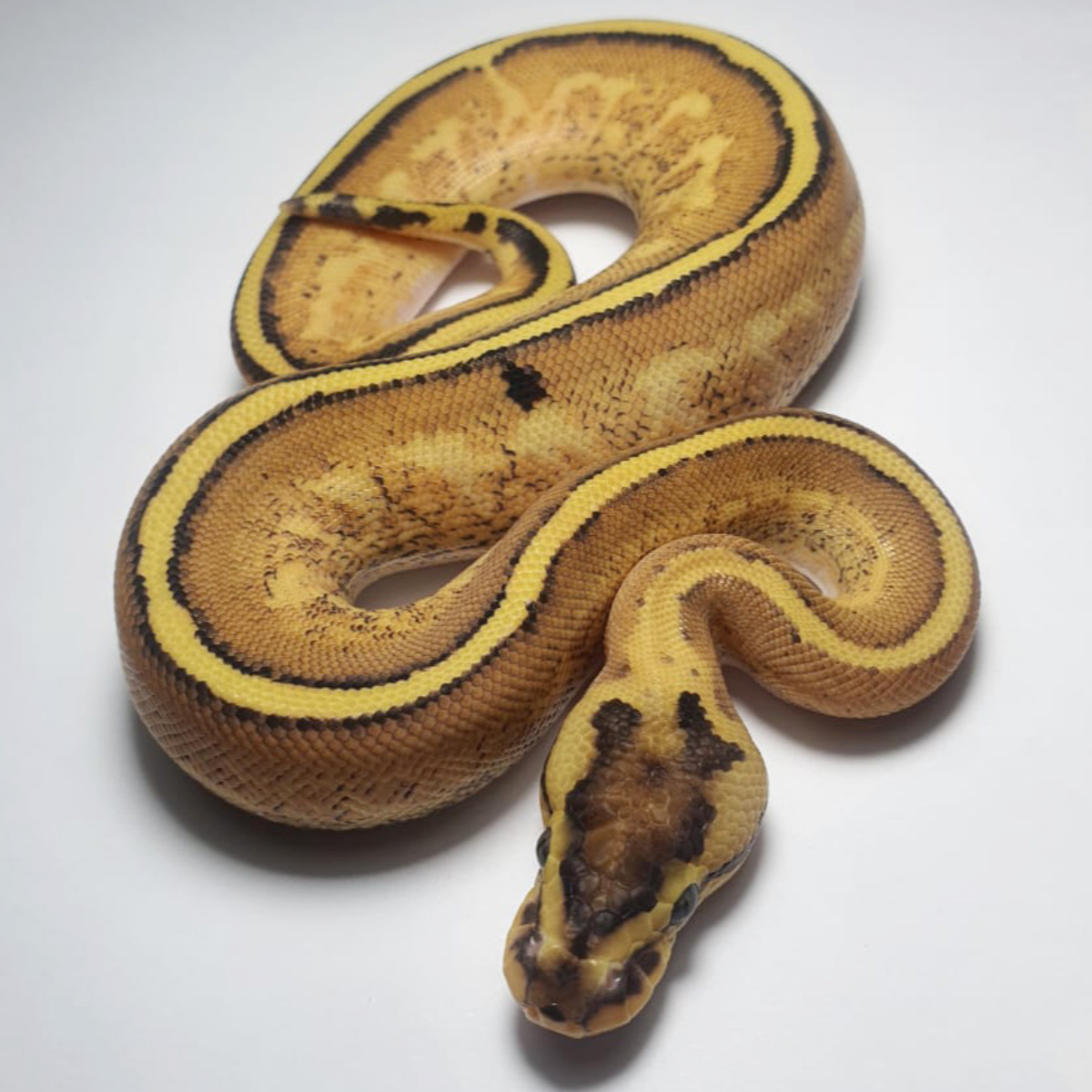 Female Super Stripe (YB Spectre) | Lapak Jual Beli Hewan Resmi Indonesia