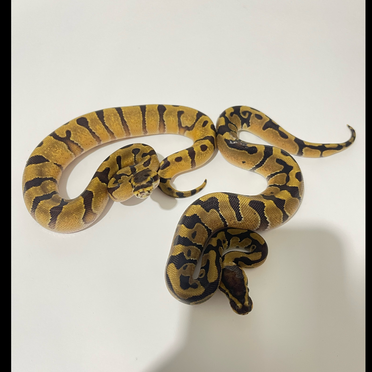 ( PAIR SUPER ENCHI GRAIL ) Super Enchi F & Enchi M 66% Het Grail ...