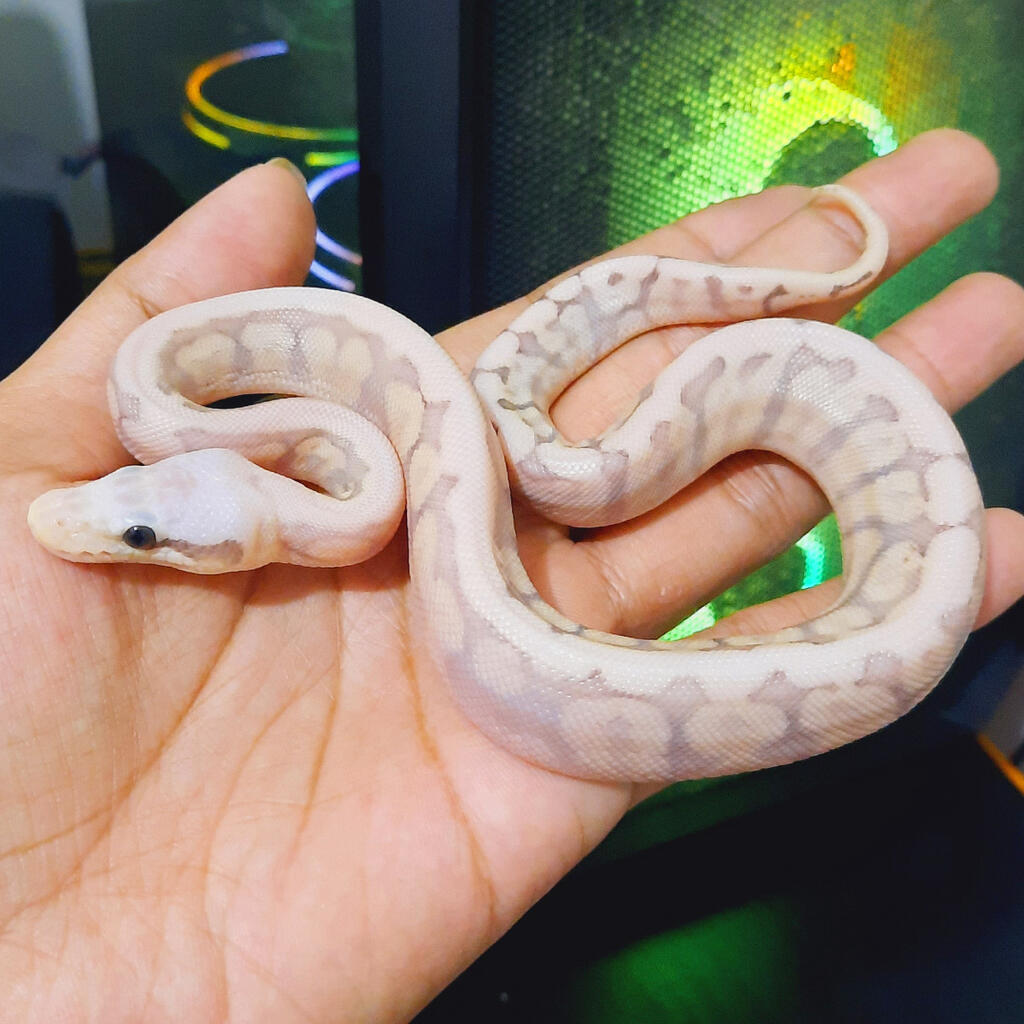 F Killer Bee GHI Mojave ph Clown | Lapak Jual Beli Hewan Resmi Indonesia