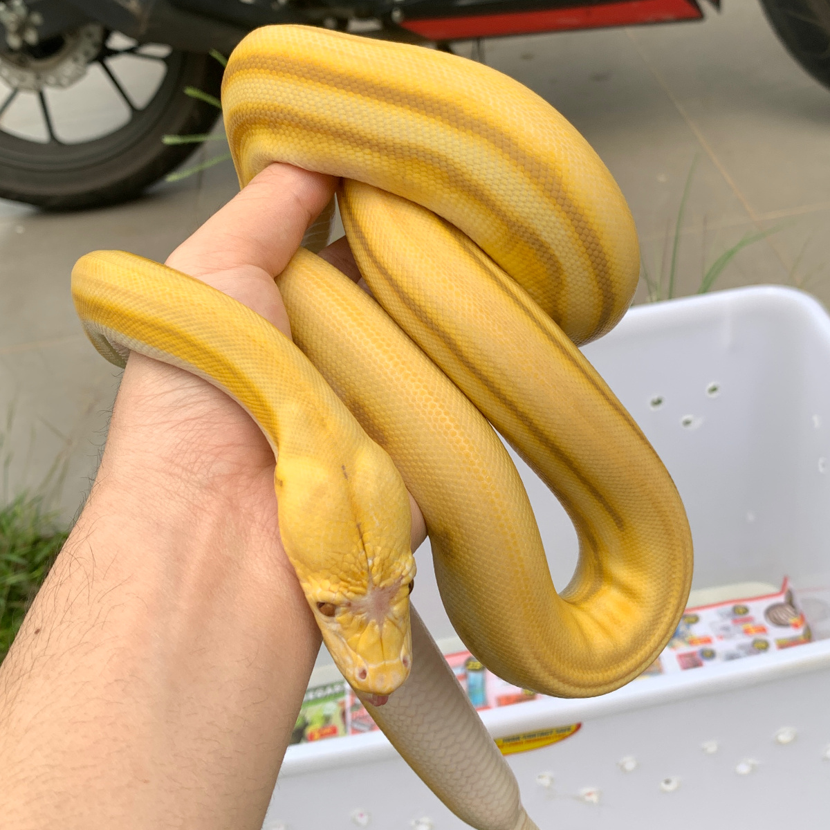 Retic Super Tiger Orange Glown | Lapak Jual Beli Hewan Resmi Indonesia