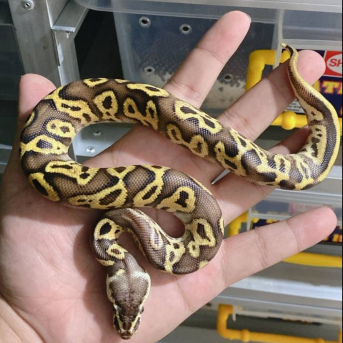 (Male) Leopard Pastel Asphalt/Yellow Belly (A) | Lapak Jual Beli Hewan ...