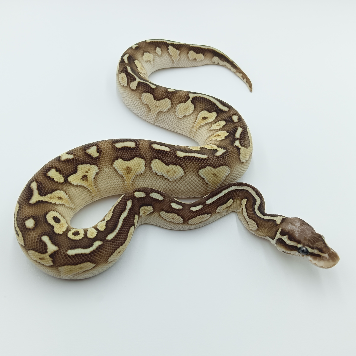 F Lesser Pastel YB 100% Het Clown | Lapak Jual Beli Hewan Resmi Indonesia