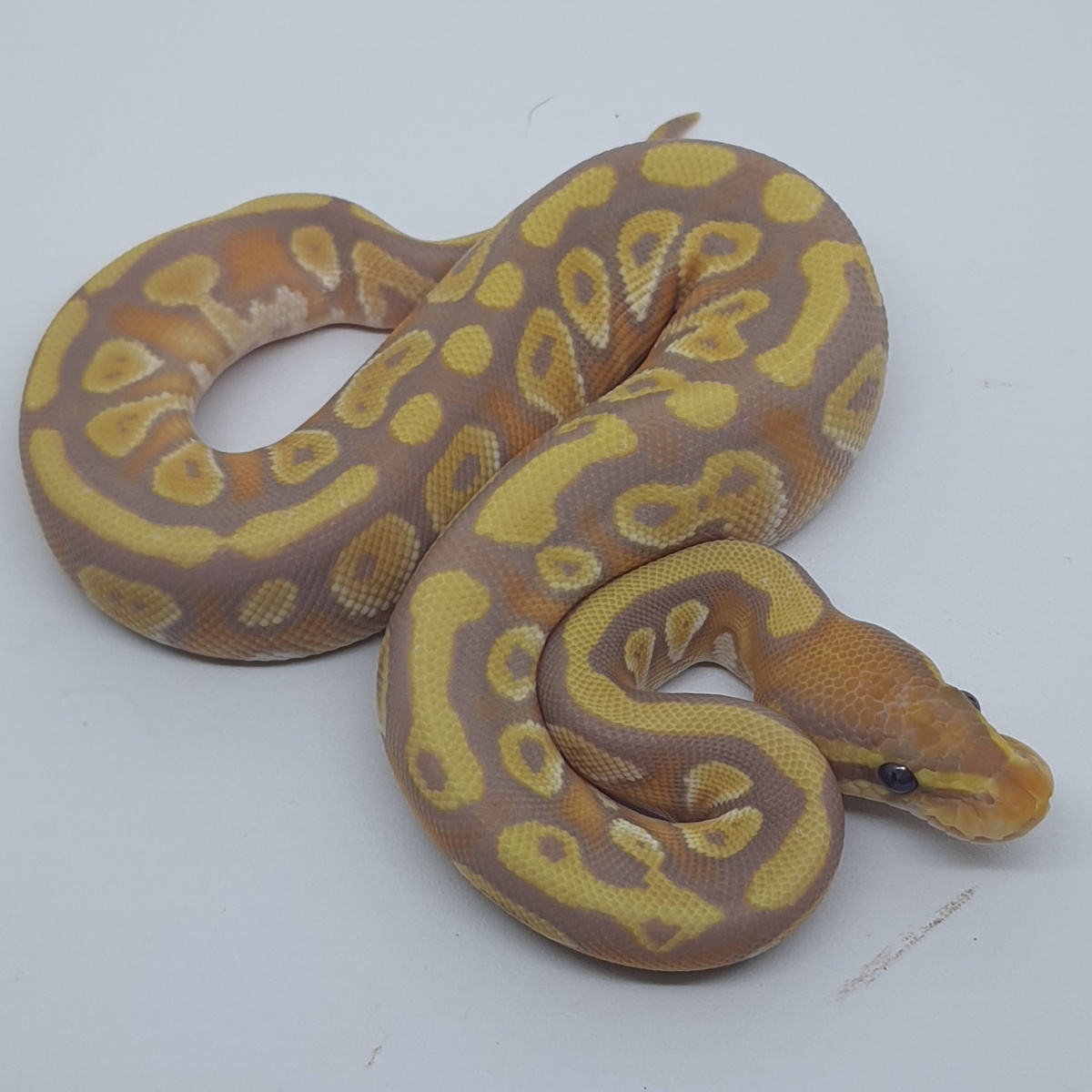 BANANA MOJAVE FEMALE MAKER | Lapak Jual Beli Hewan Resmi Indonesia