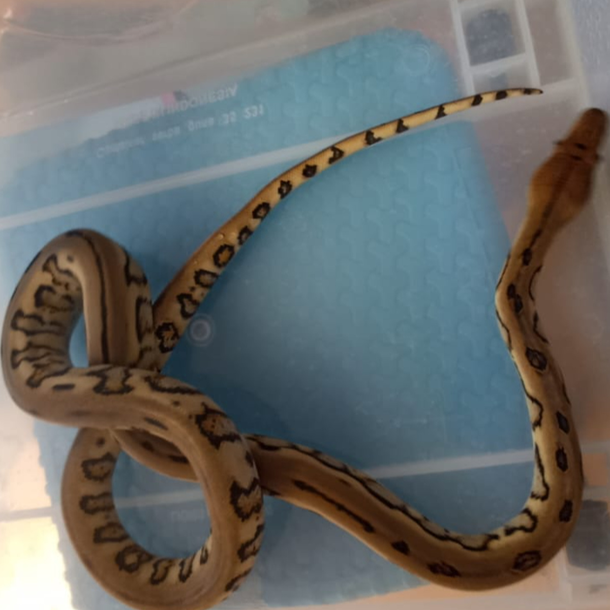 Home Lapak Jual Beli Hewan Resmi Indonesia