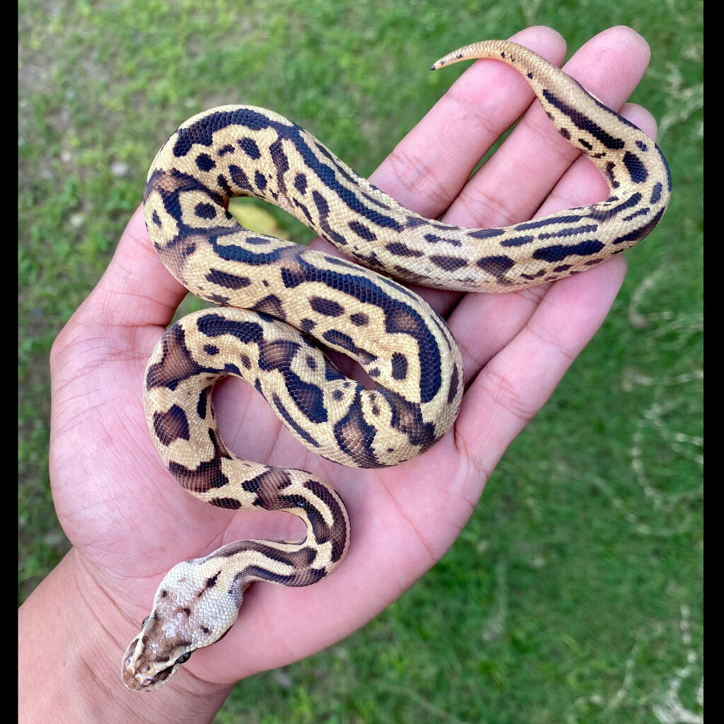 M Leopard Fire Pastel 66% het Clown | Lapak Jual Beli Hewan Resmi Indonesia