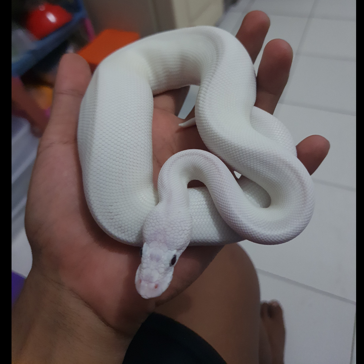 Ball Python BEL (Leucistic) | Lapak Jual Beli Hewan Resmi Indonesia