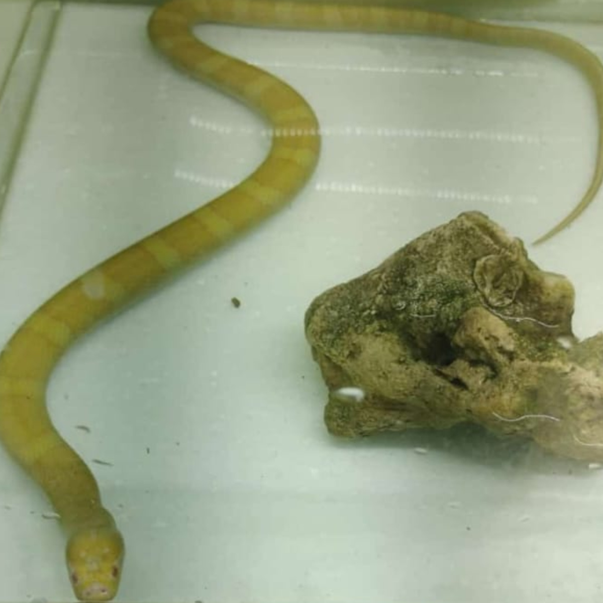 ular kadut albino | Lapak Jual Beli Hewan Resmi Indonesia