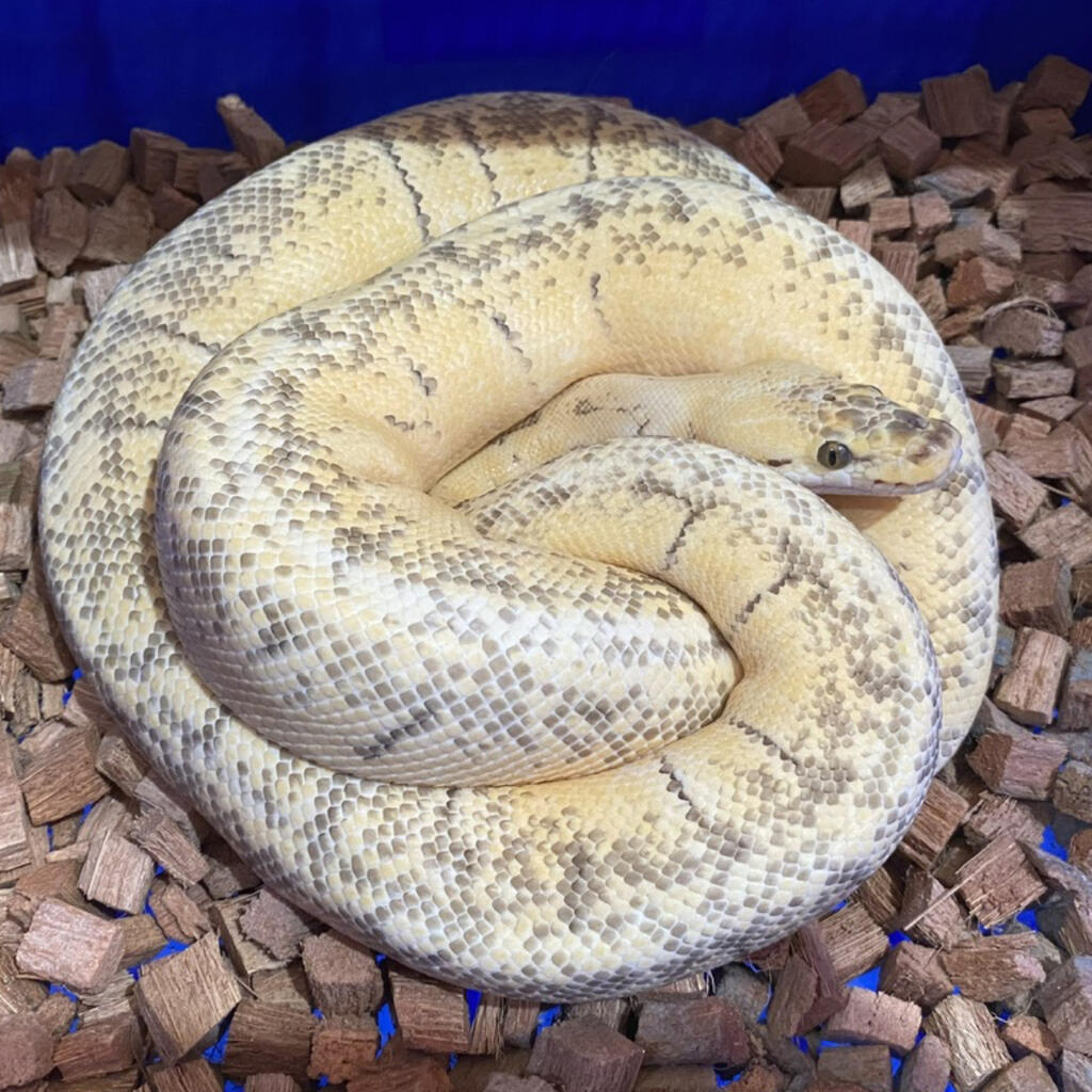 Male adult enchi lemonblast (het lupa) | Lapak Jual Beli Hewan Resmi ...
