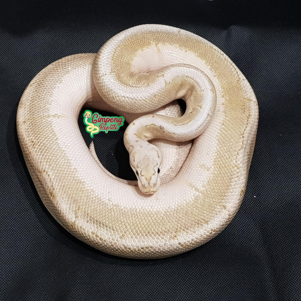 1.0 Bamboo Pinstripe Spider het hypo Male | Lapak Jual Beli Hewan Resmi ...