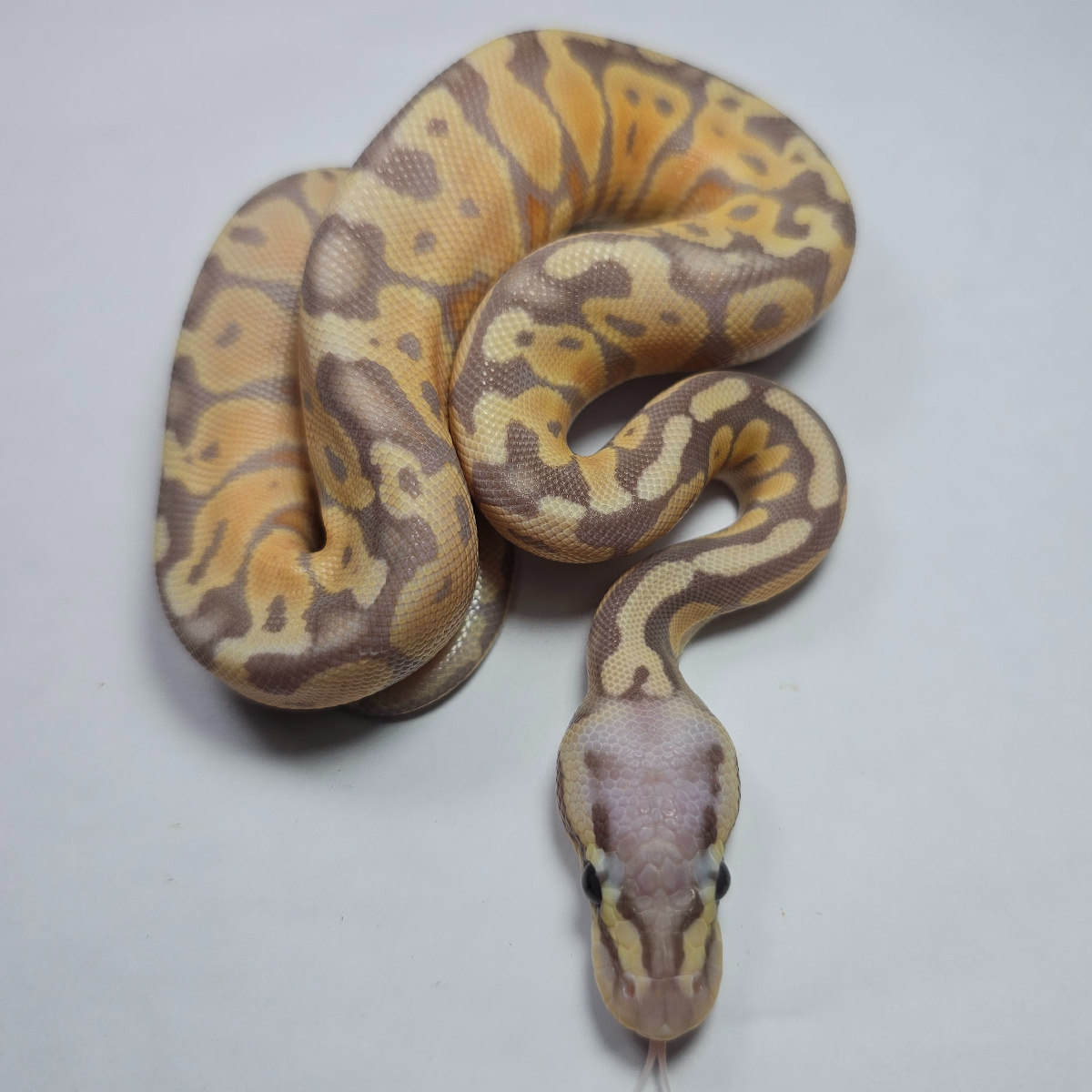 HET HYPO/GHOST BANANA PASTEL | Lapak Jual Beli Hewan Resmi Indonesia