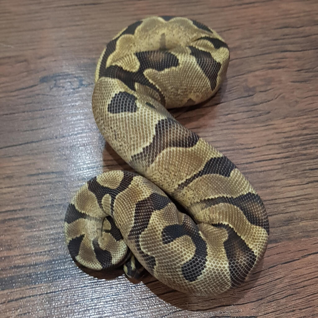 Female - Enchi Fire het Pied | Lapak Jual Beli Hewan Resmi Indonesia