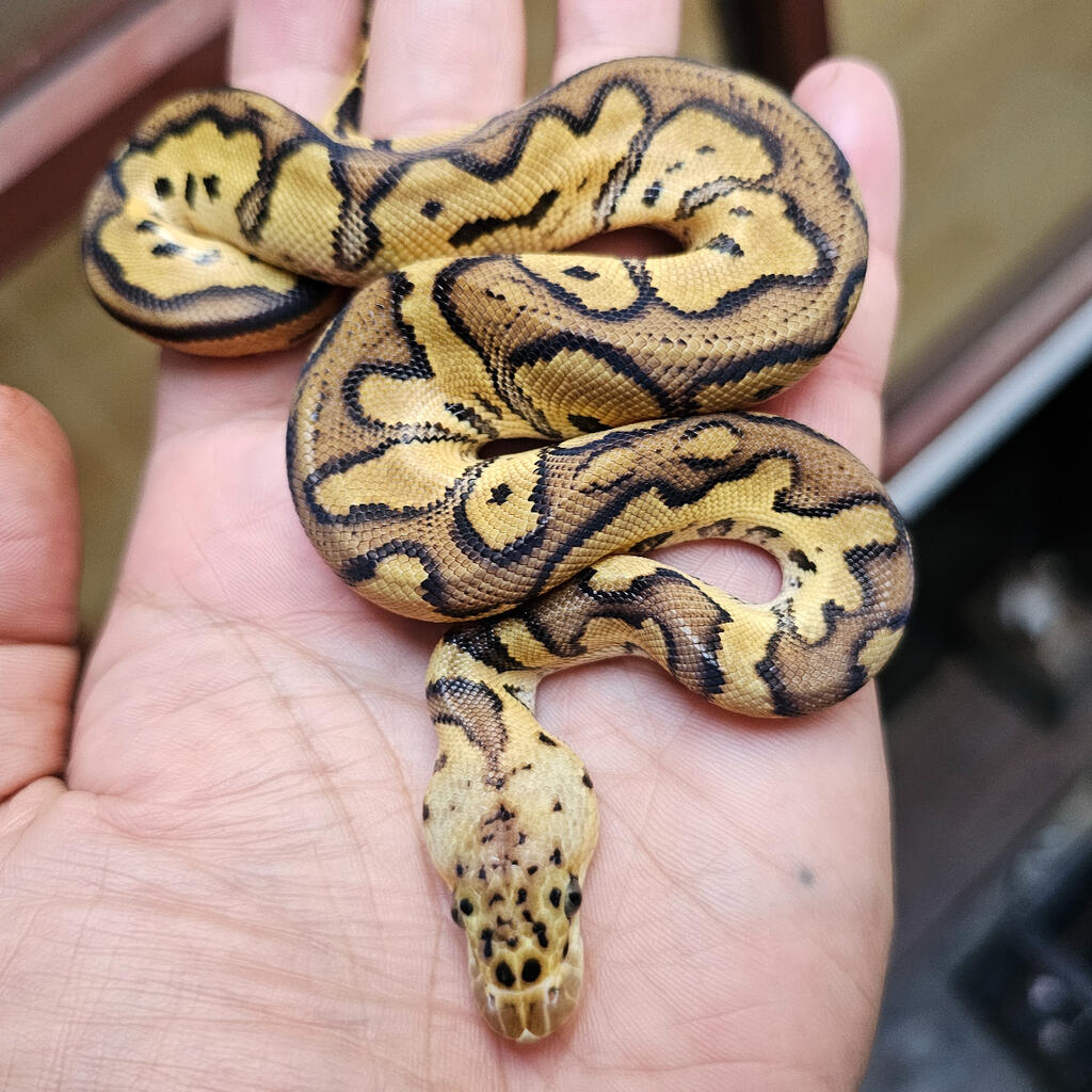 CLOWN FIRE PASTEL | Lapak Jual Beli Hewan Resmi Indonesia