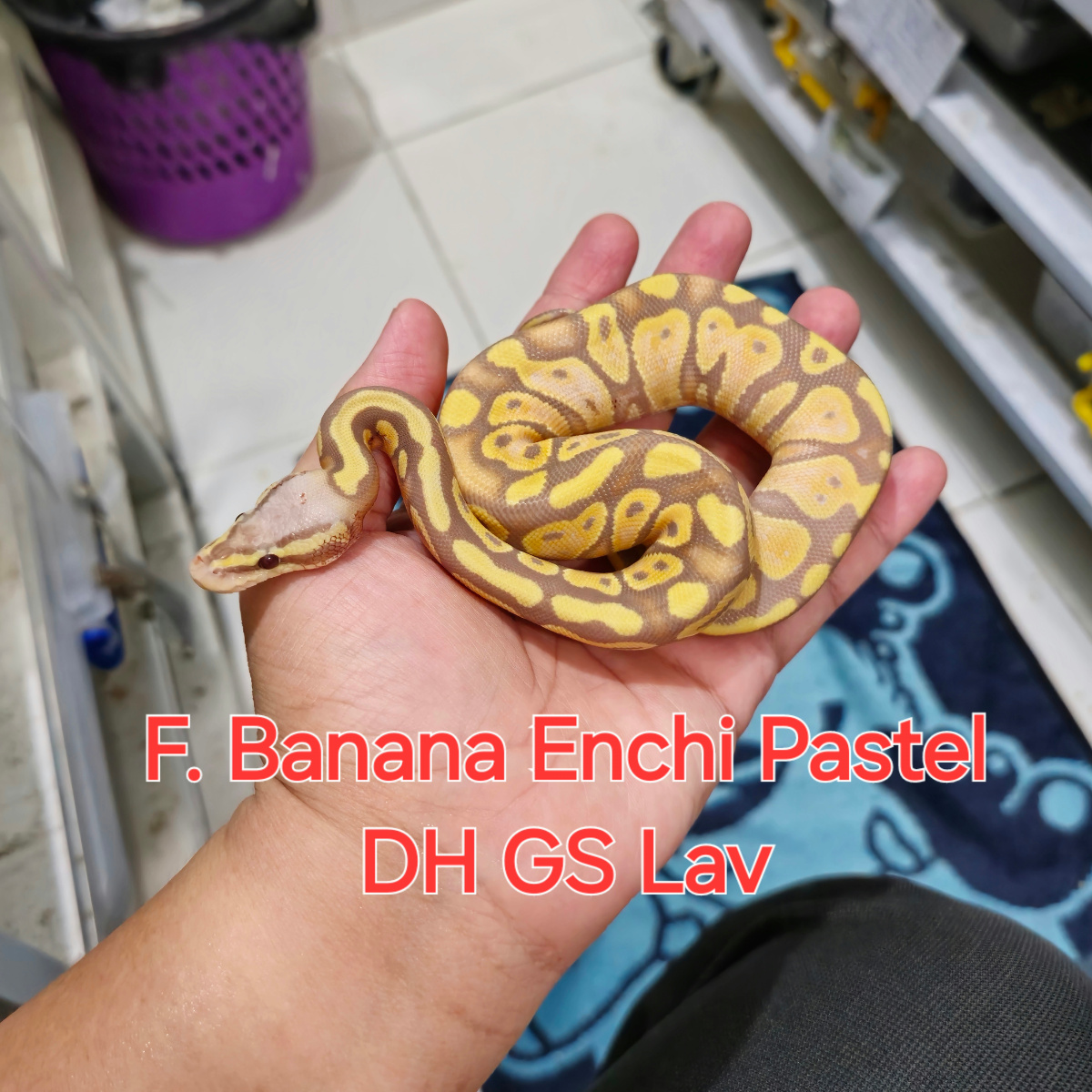 F. Banana Enchi DH GS Lav | Lapak Jual Beli Hewan Resmi Indonesia