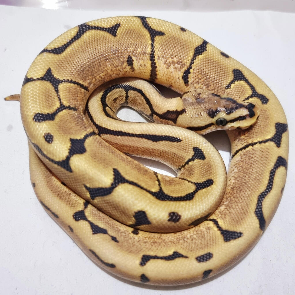 F Spider het DG ph Pied | Lapak Jual Beli Hewan Resmi Indonesia