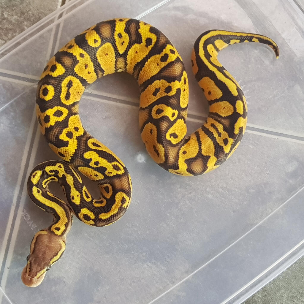 female firefly het lavender albino | Lapak Jual Beli Hewan Resmi Indonesia