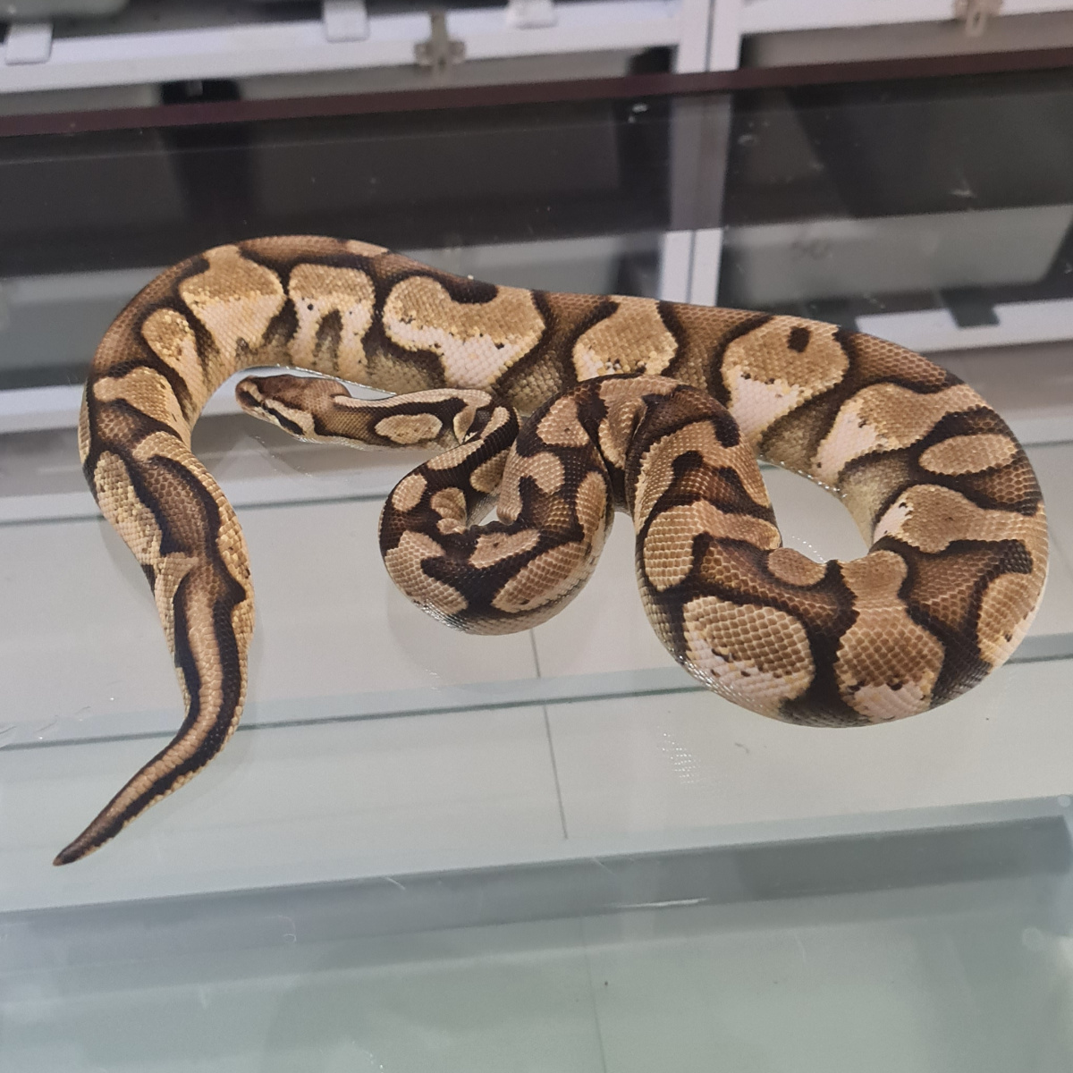 Female Pastel Calico proven telur banyak | Lapak Jual Beli Hewan Resmi ...