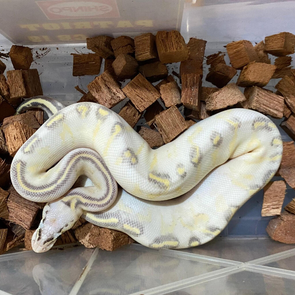 M Super Pastel Highway Ballpython | Lapak Jual Beli Hewan Resmi Indonesia