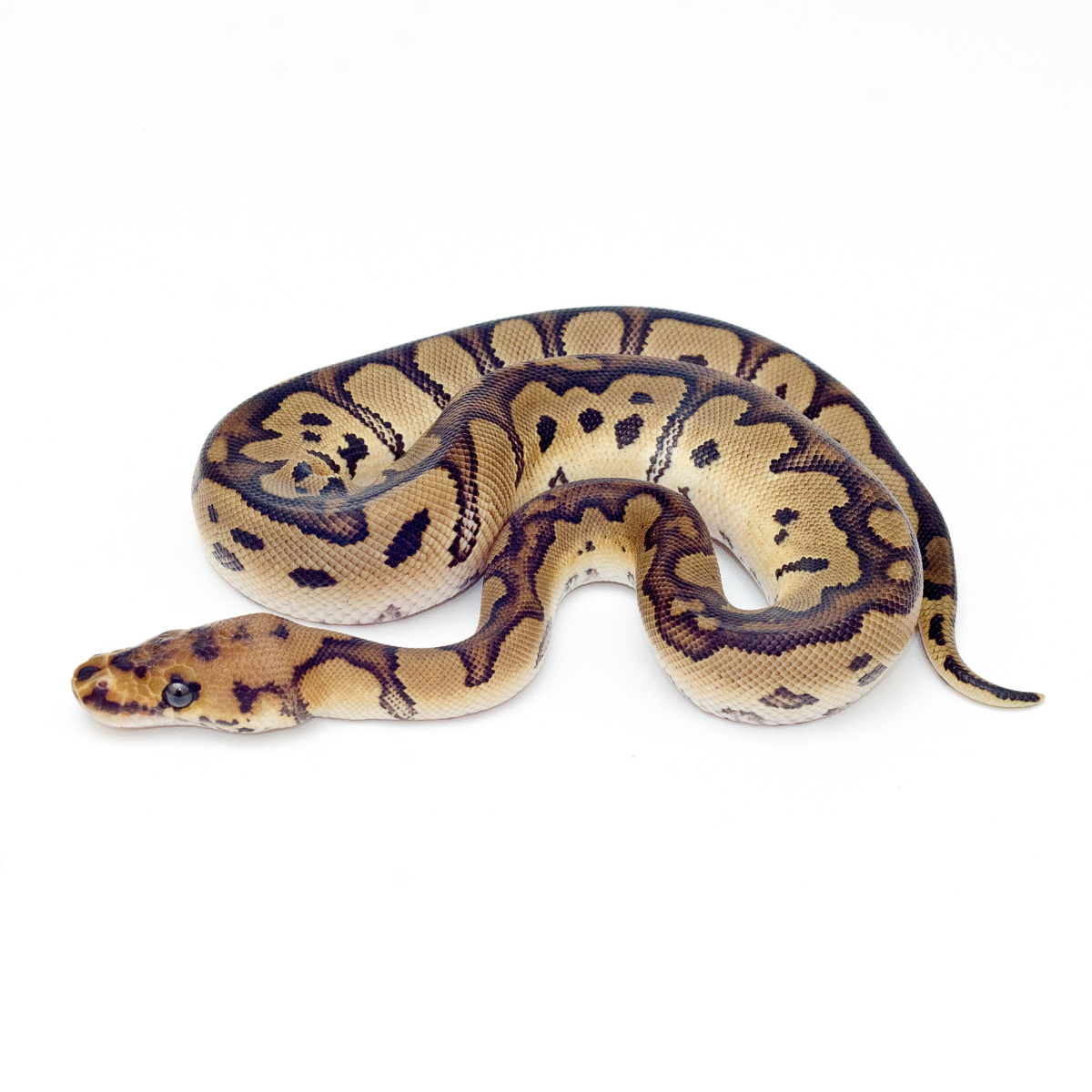 [Bahan Pompeii] M Red Stripe Clown [23C0806] [UNIK] [Video di Deskripsi ...