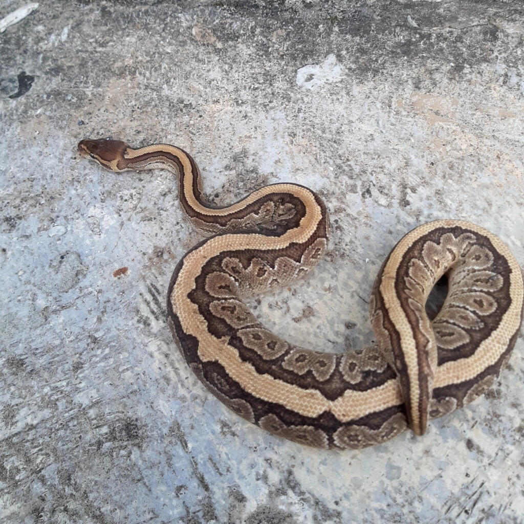 Home | Lapak Jual Beli Hewan Resmi Indonesia