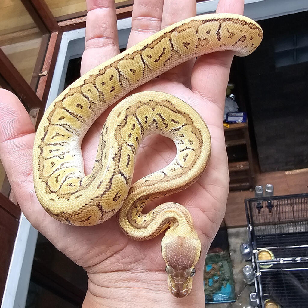 Home | Lapak Jual Beli Hewan Resmi Indonesia