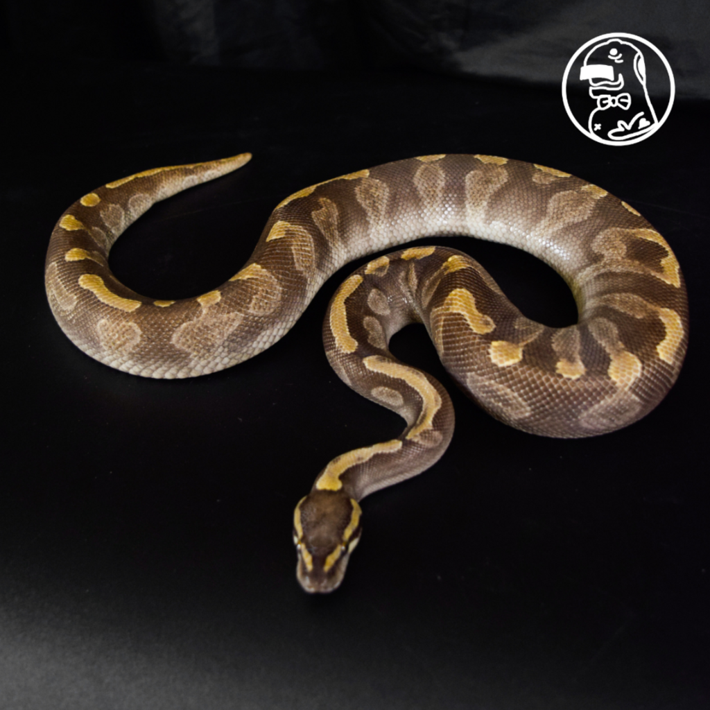 Mojave Enchi GHI MALE Ball Python | Lapak Jual Beli Hewan Resmi Indonesia