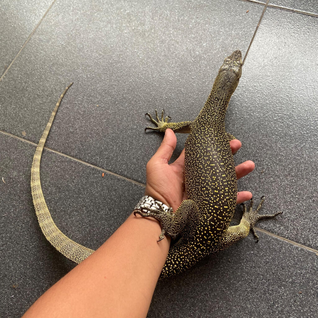 Varanus indicus | Lapak Jual Beli Hewan Resmi Indonesia
