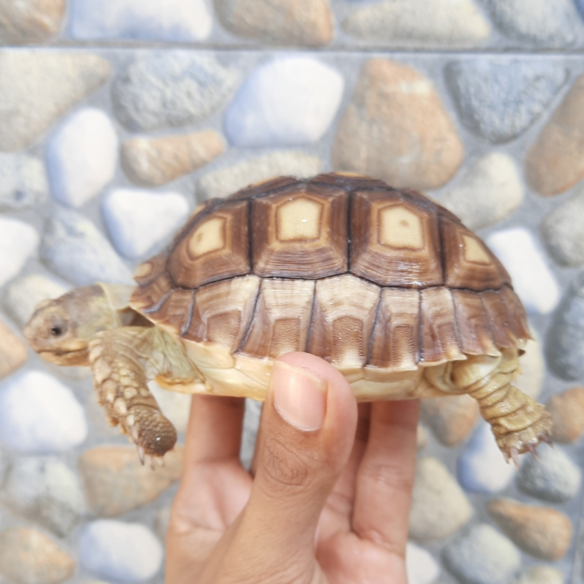 sulcata smooth dome tiger 10 cm | Lapak Jual Beli Hewan Resmi Indonesia