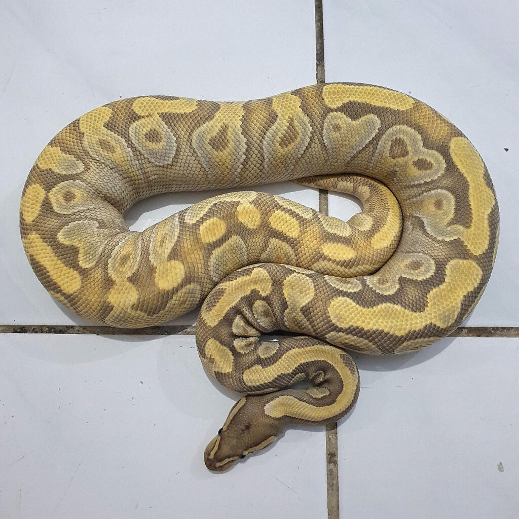 ENCHI MOJAVE HYPO POSS ORANGE DREAM | Lapak Jual Beli Hewan Resmi Indonesia