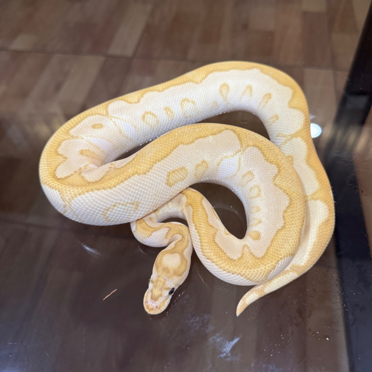 Banana lesser clown female | Lapak Jual Beli Hewan Resmi Indonesia