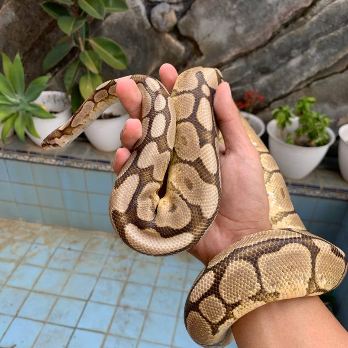 Ball Python Cinnamon Spider/Cinna Bee Male | Lapak Jual Beli Hewan ...