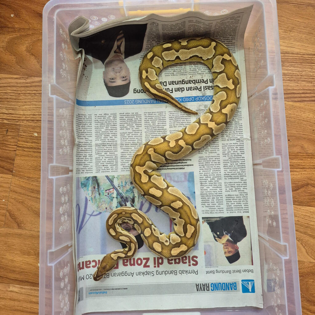 Fem Adult Butter het Lavender pos het Clown | Lapak Jual Beli Hewan ...