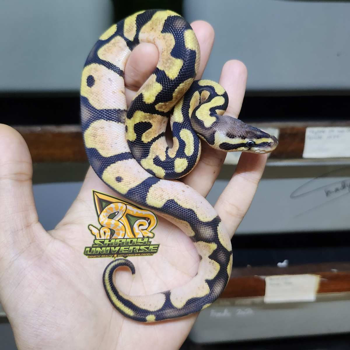 F pastel enchi calico het lavender ph clown (1) | Lapak Jual Beli Hewan Resmi Indonesia