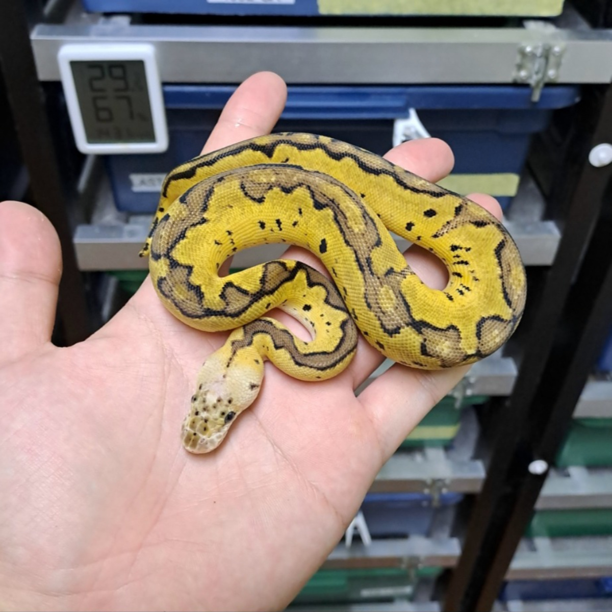 F Pastel Clown ph DG 66% | Lapak Jual Beli Hewan Resmi Indonesia