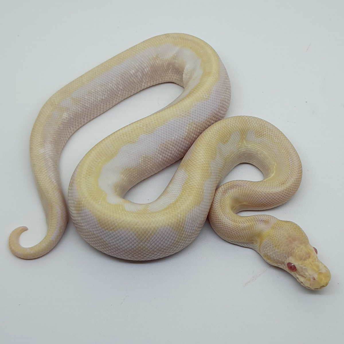 ALBINO BAMBOO CALICO | Lapak Jual Beli Hewan Resmi Indonesia
