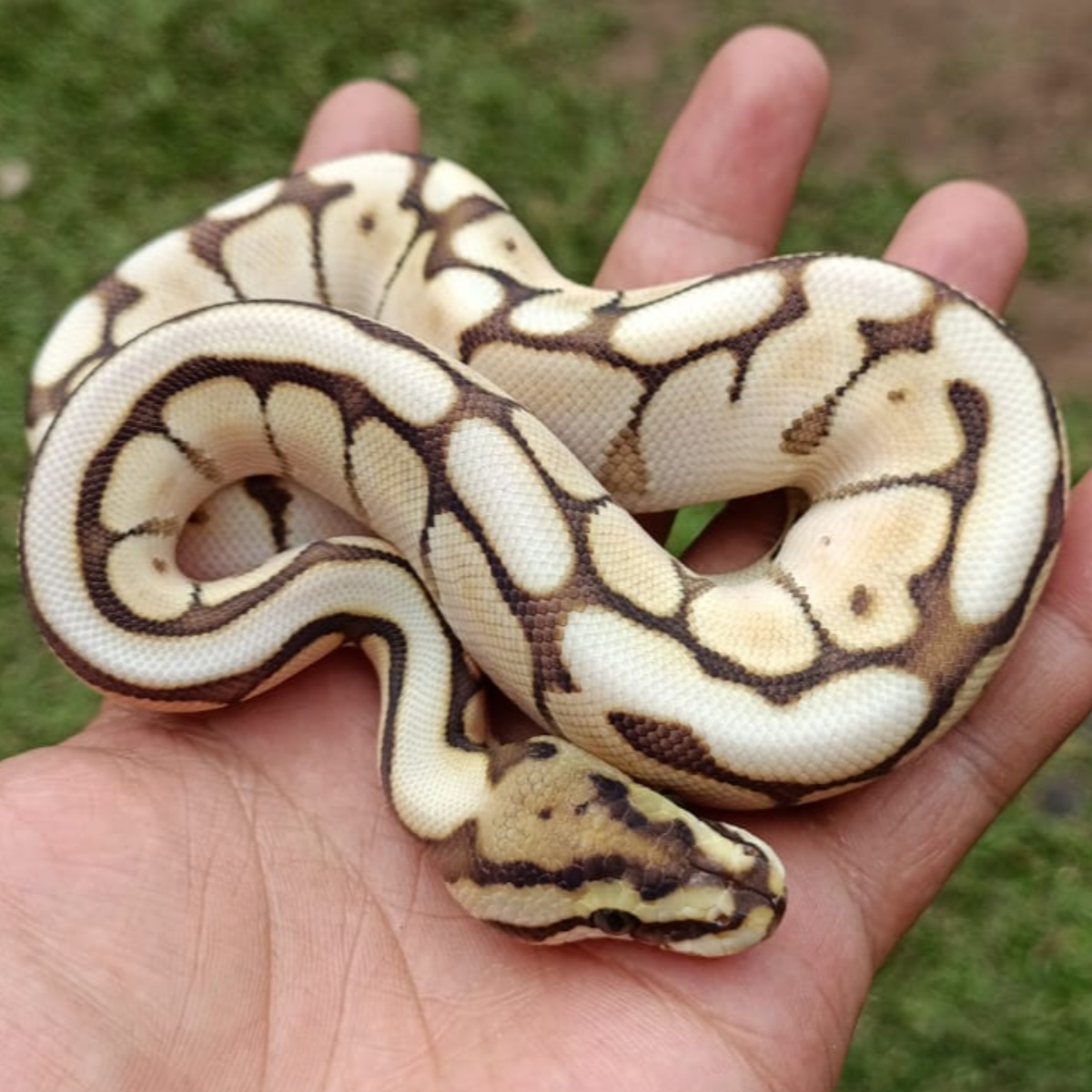 Butter Spider Pastel (Butter Bee) | Lapak Jual Beli Hewan Resmi Indonesia