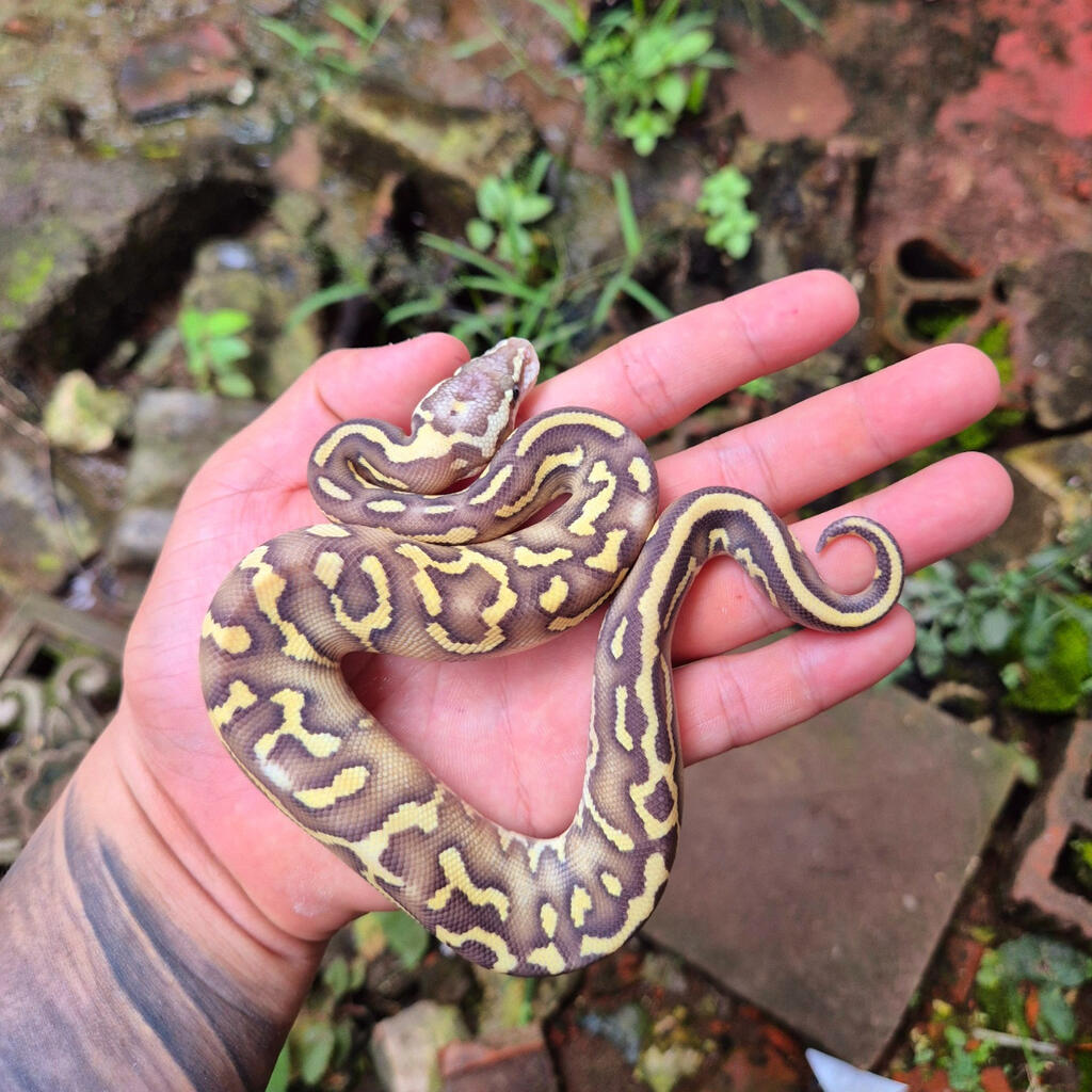 M. Chocolate Butter Leopard Fire Pastel Ph hypo clown (65) | Lapak Jual ...