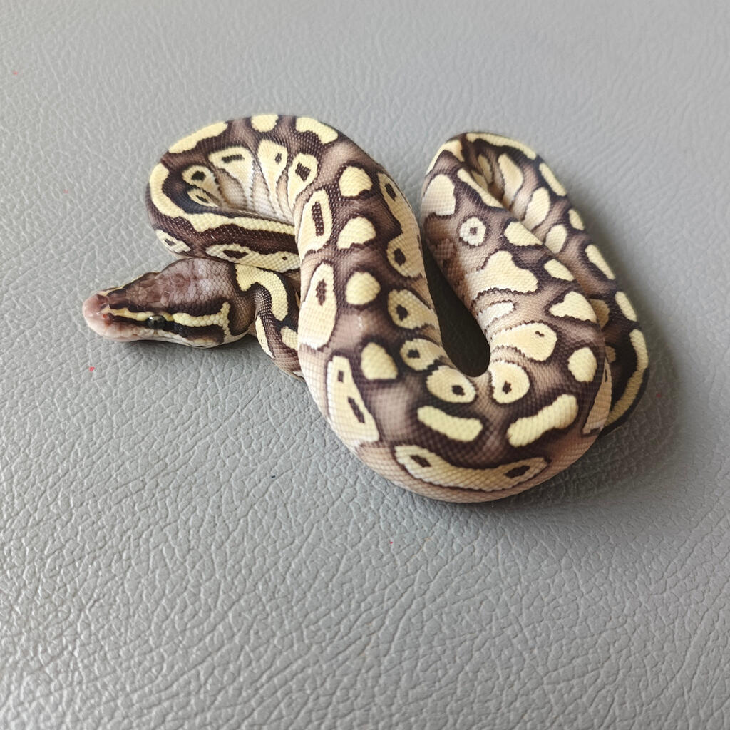 Lesser Pastel 100% Double Het Albino Clown | Lapak Jual Beli Hewan ...