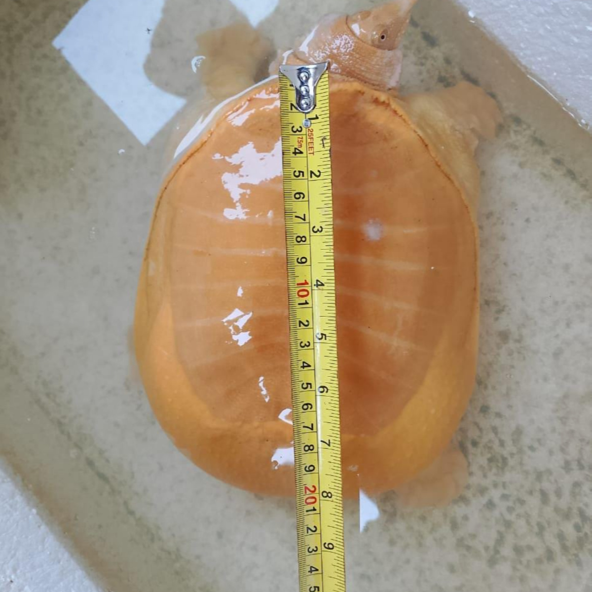 Bulus Albino Orange (Rare) | Lapak Jual Beli Hewan Resmi Indonesia