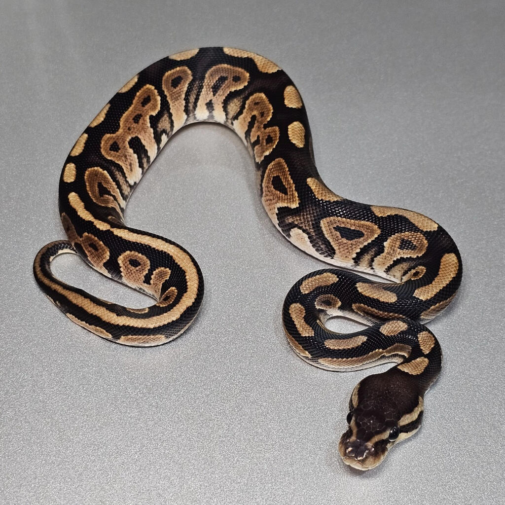 Cinnamon h Pied 66% h Albino | Lapak Jual Beli Hewan Resmi Indonesia