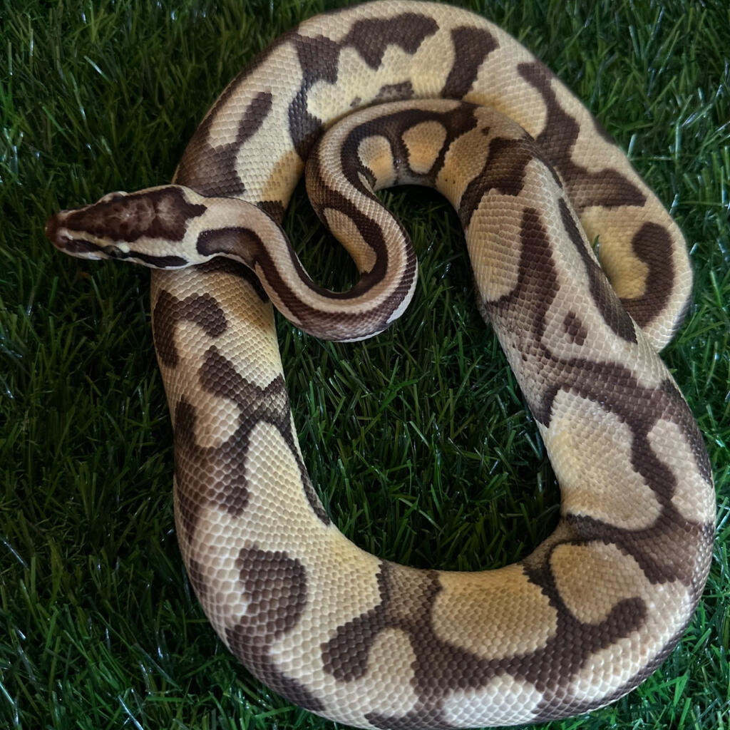Ball Python Enchi Pastel Double Het Pied Dan DG | Lapak Jual Beli Hewan ...