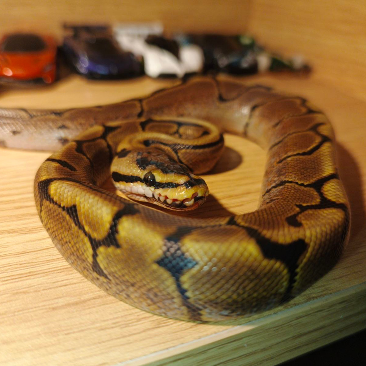 Pastel Spider het Clown Ball Python SP01 | Lapak Jual Beli Hewan Resmi ...
