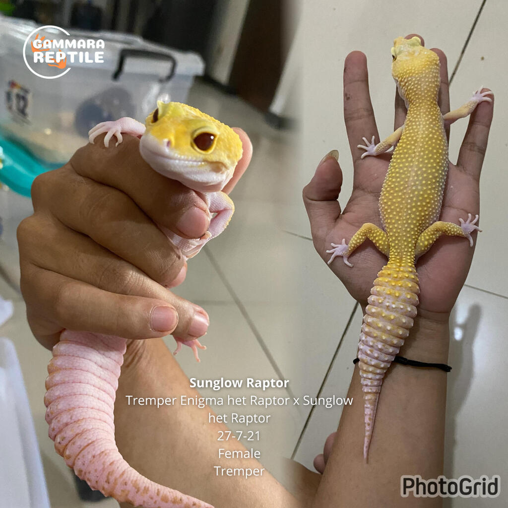 AF0006 Sunglow Raptor Proven | Lapak Jual Beli Hewan Resmi Indonesia