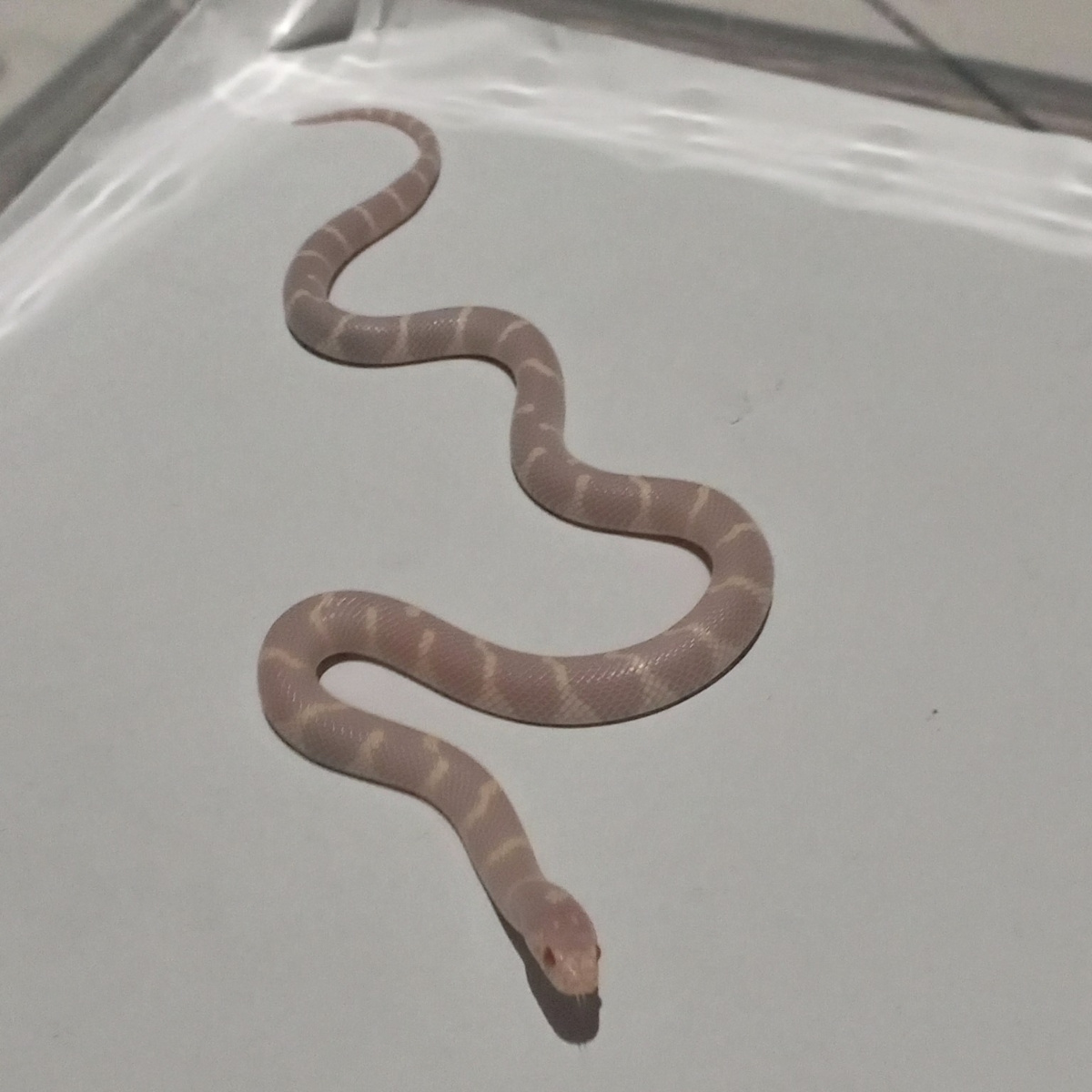 California albino banded kingsnake | Lapak Jual Beli Hewan Resmi Indonesia