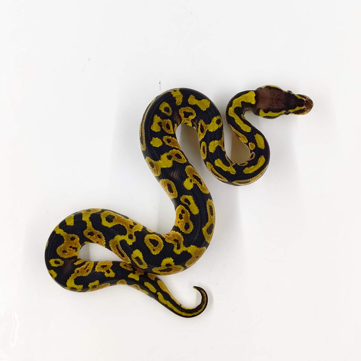 ( PAIR ) pastel ph clown , normal ph clown | Lapak Jual Beli Hewan ...