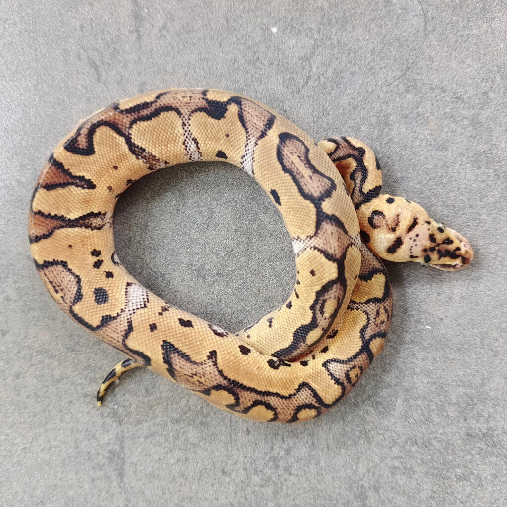 (F) Pastel Clown PH Albino 66% | Lapak Jual Beli Hewan Resmi Indonesia