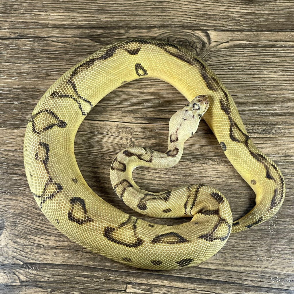 ENCHI PASTEL CLOWN HET LAVENDER | Lapak Jual Beli Hewan Resmi Indonesia