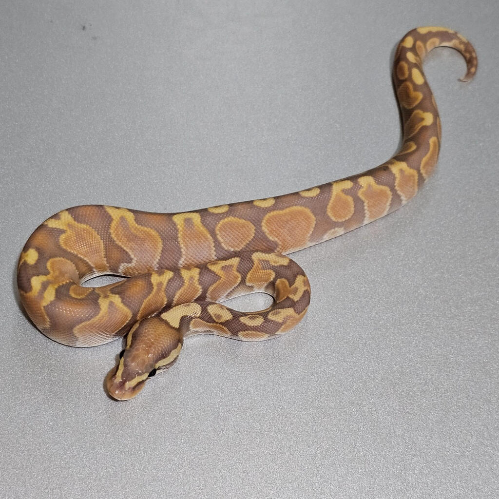 Banana Ghi Enchi (Yb) het Hypo | Lapak Jual Beli Hewan Resmi Indonesia